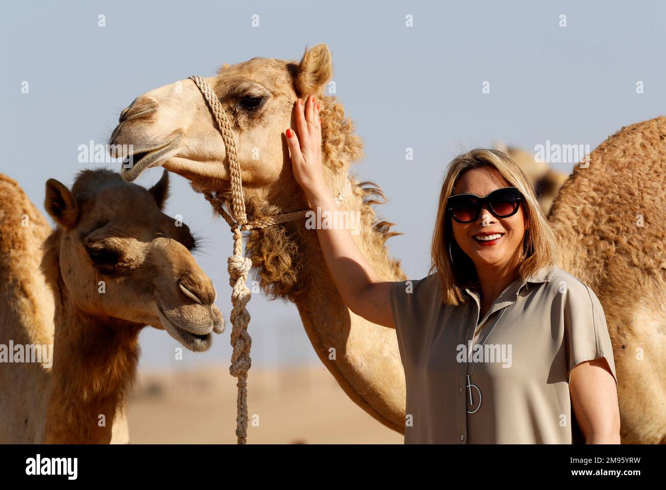 Woman visiting camel farm in Abu Dhabi desert. United Arab Emirates ...