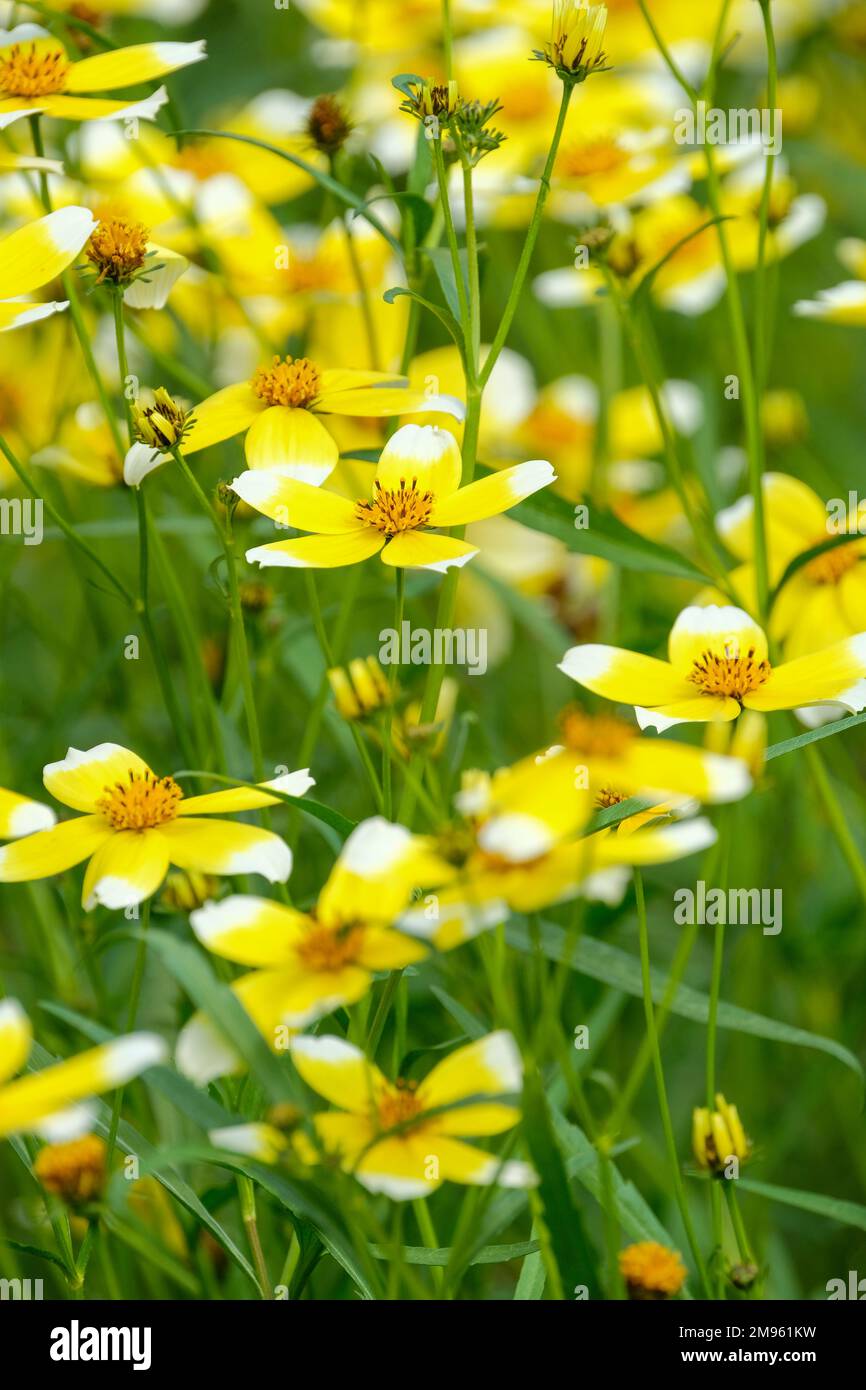 Limnanthes douglasii, ‘Poached egg' plant, middle of the flower looks ...