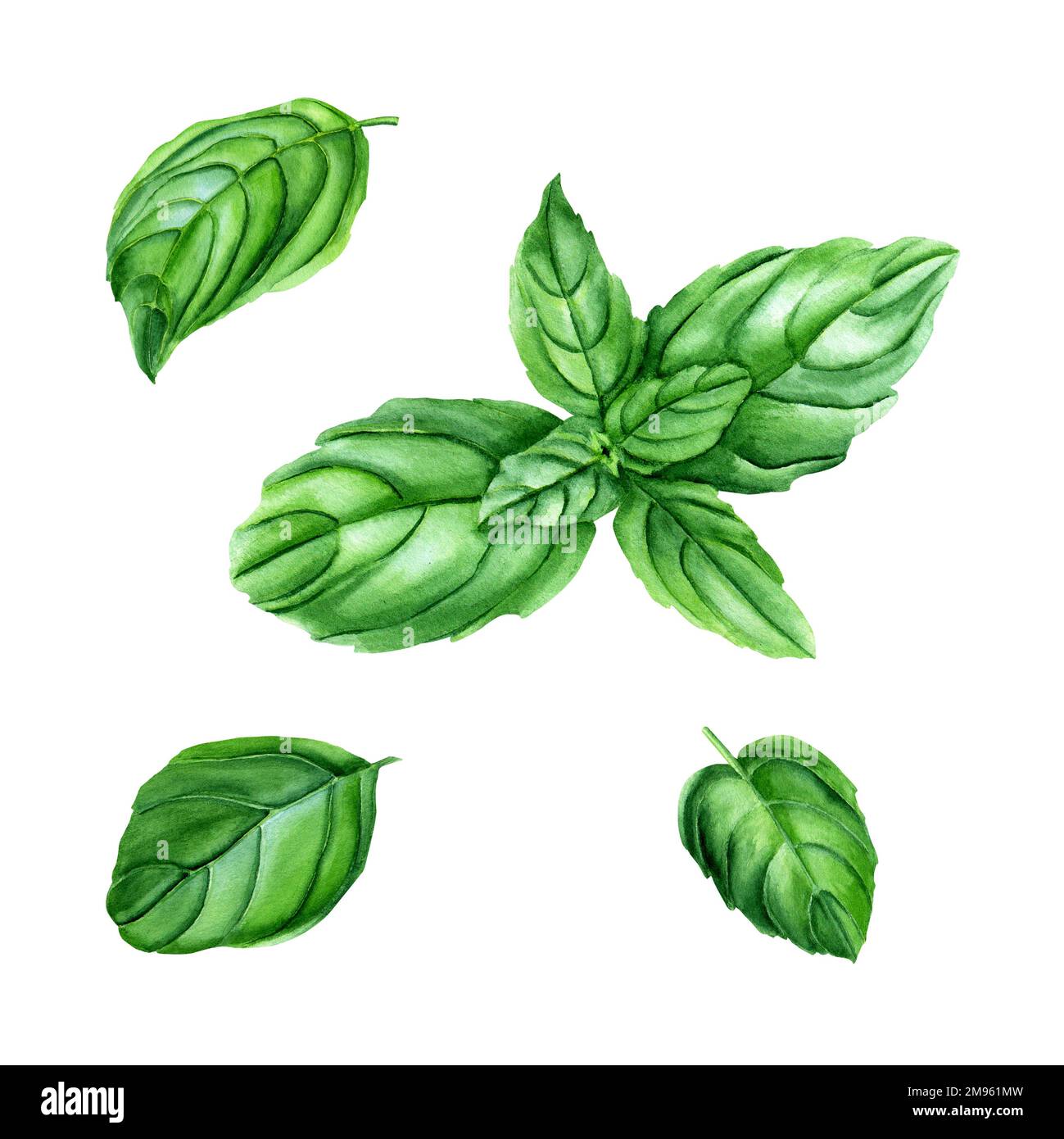 Basil culinary herb set. Botanical watercolor illustration isolated on ...