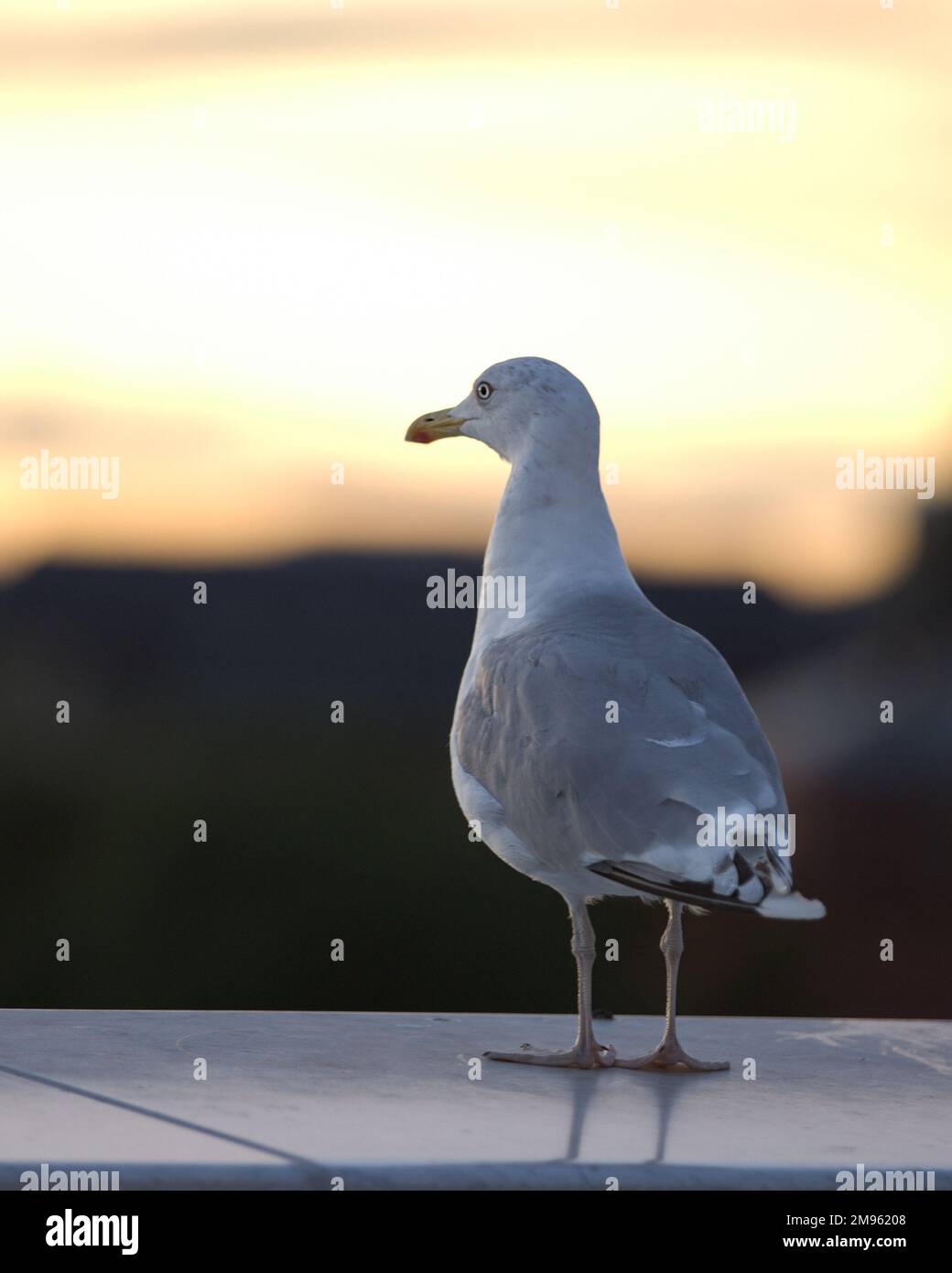 Vertical shot seagull sunset hi-res stock photography and images - Alamy