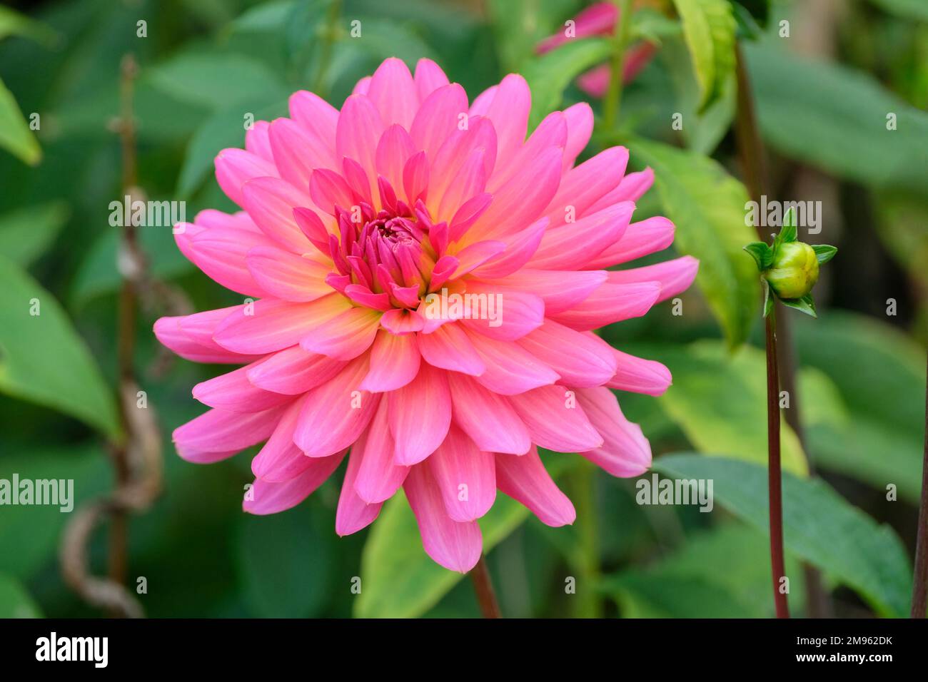 Dahlia 'Karma Fuchsiana', Classified as a Small Waterlily and Small ...