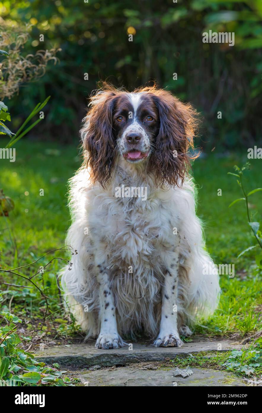 An English Springer Spaniel dog sitting at the top of garden steps ...