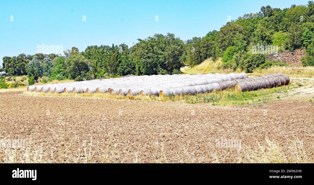 Landscape of the region of La Selva, Massanet, Girona, Catalunya, Spain ...
