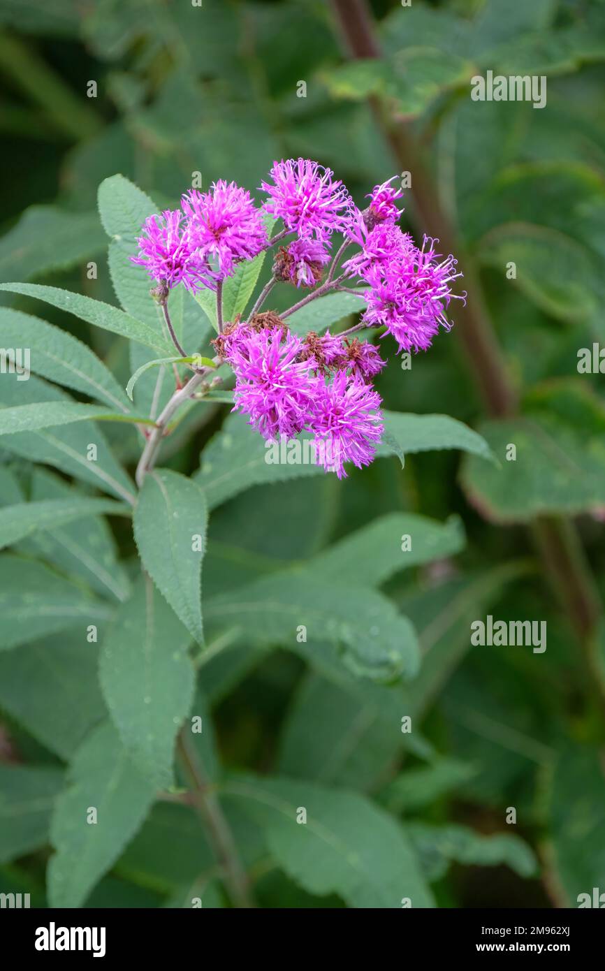 Vernonia gigantea, giant ironweed, tall ironweed or ironweed, perennial ...