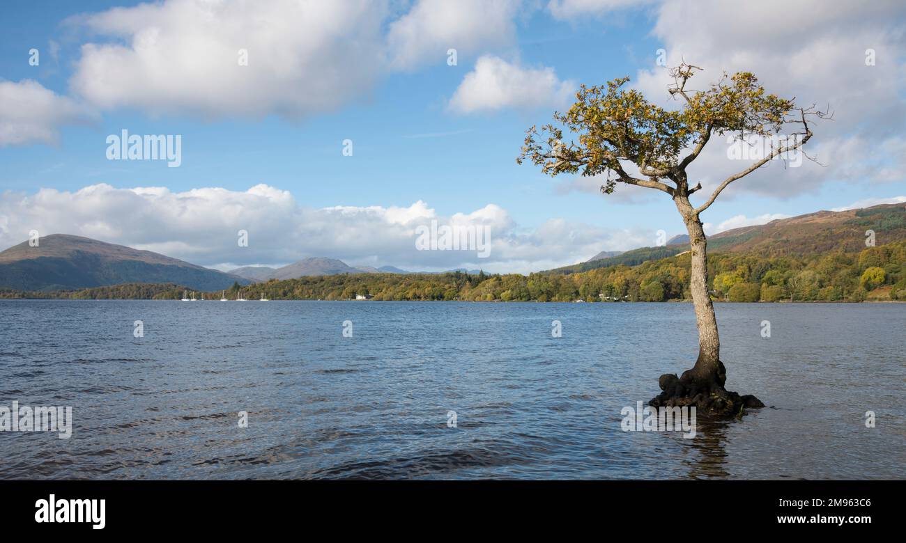 Flooded lone tree at Milarrochy Bay, Loch Lomond, Loch Lomand and ...