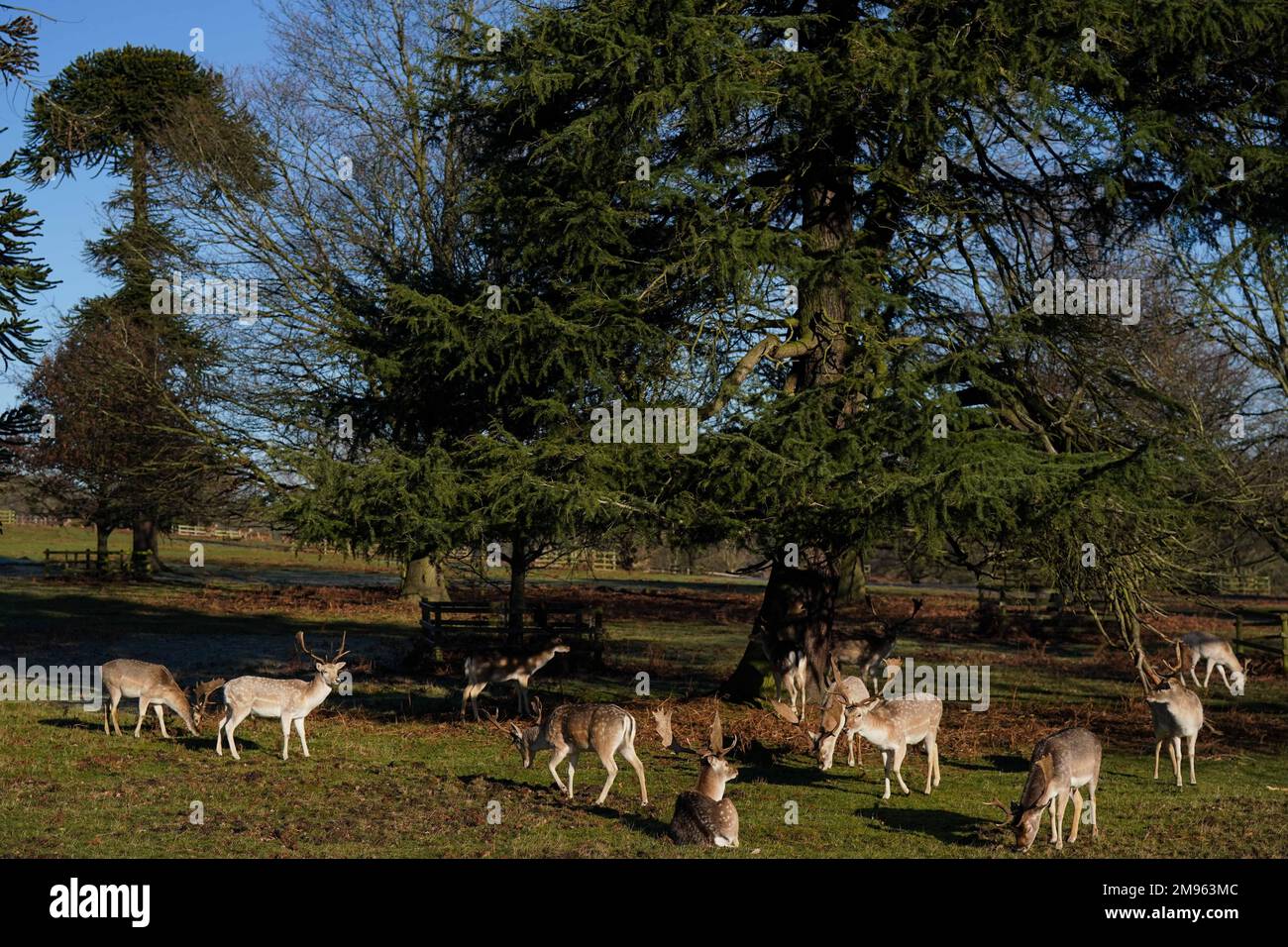 Fallow deer at Bradgate Park in Leicester during a cold and bright ...