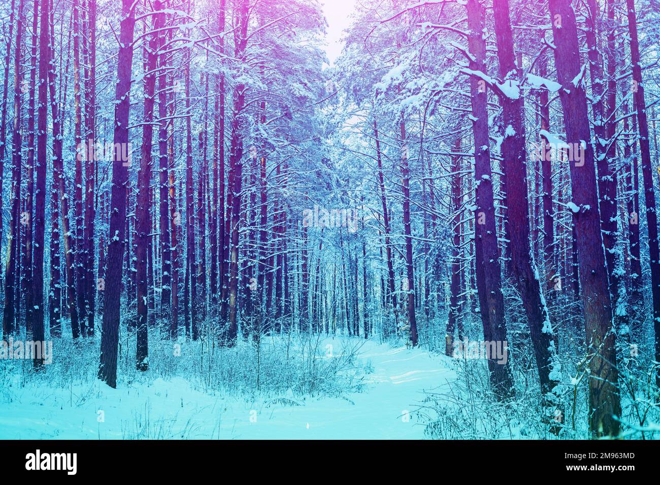 Pine forest in winter. Trees covered with snow Stock Photo - Alamy