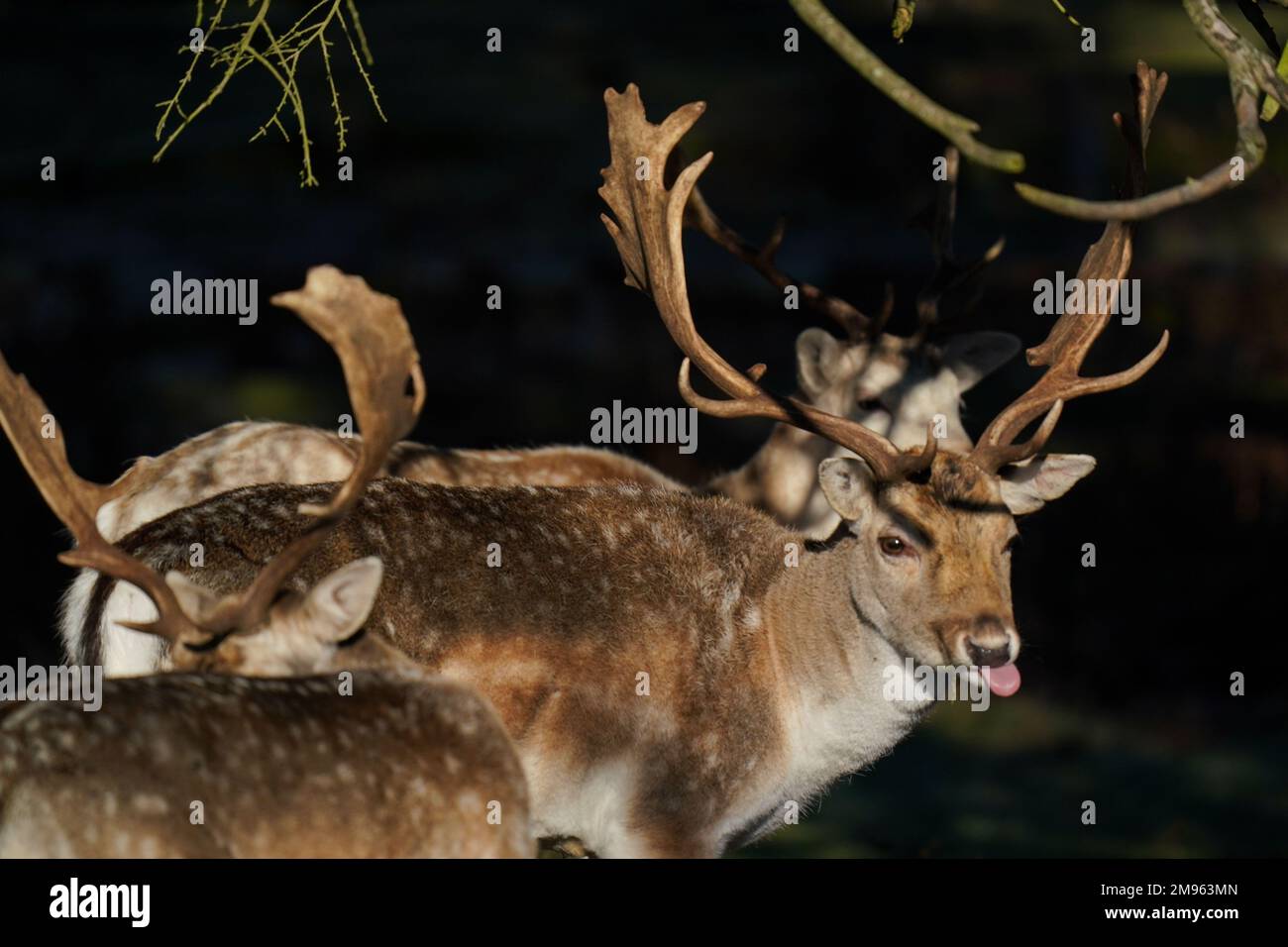 Fallow deer at Bradgate Park in Leicester during a cold and bright ...