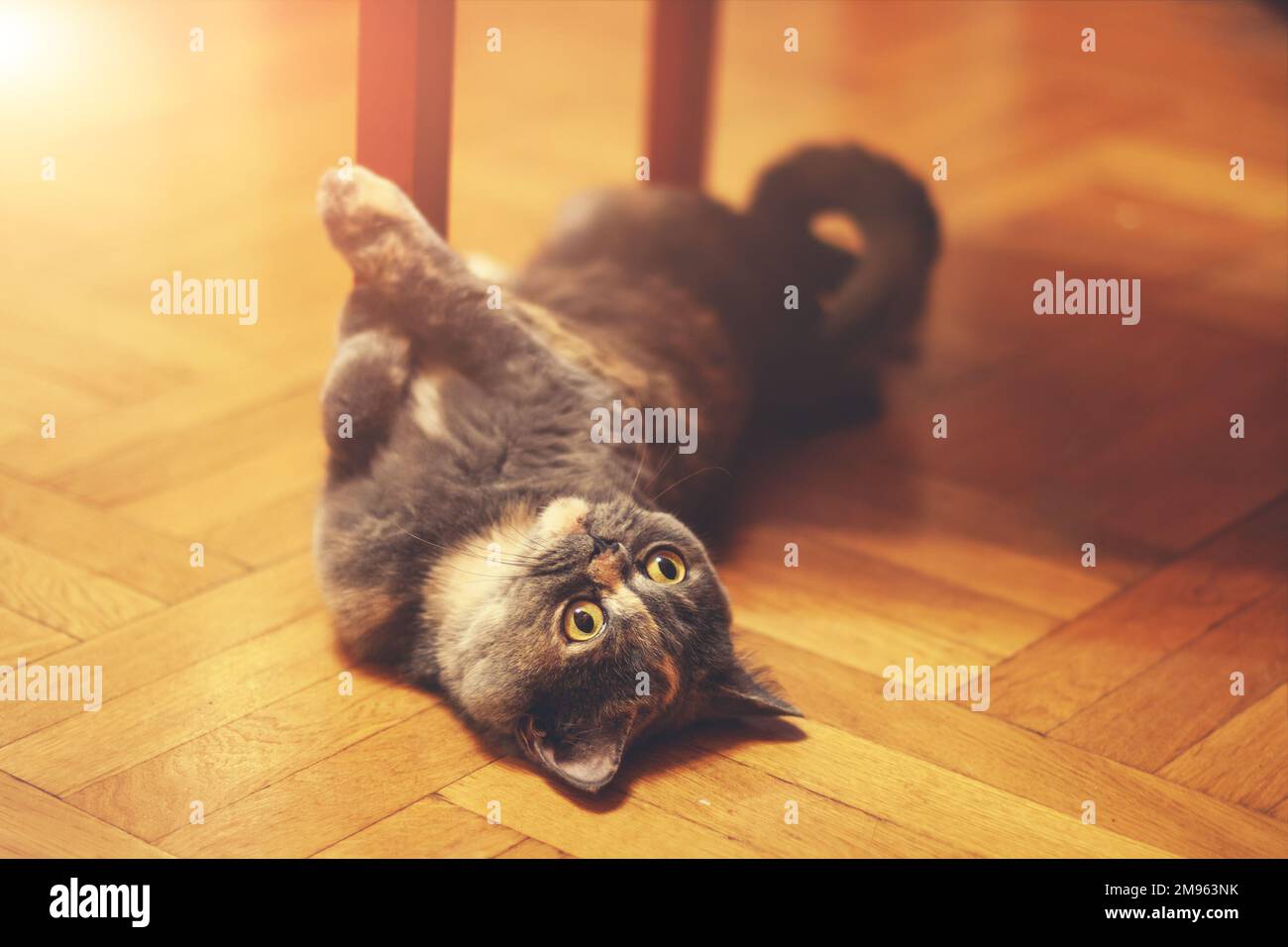 Funny cat lies on hi-res stock photography and images - Alamy