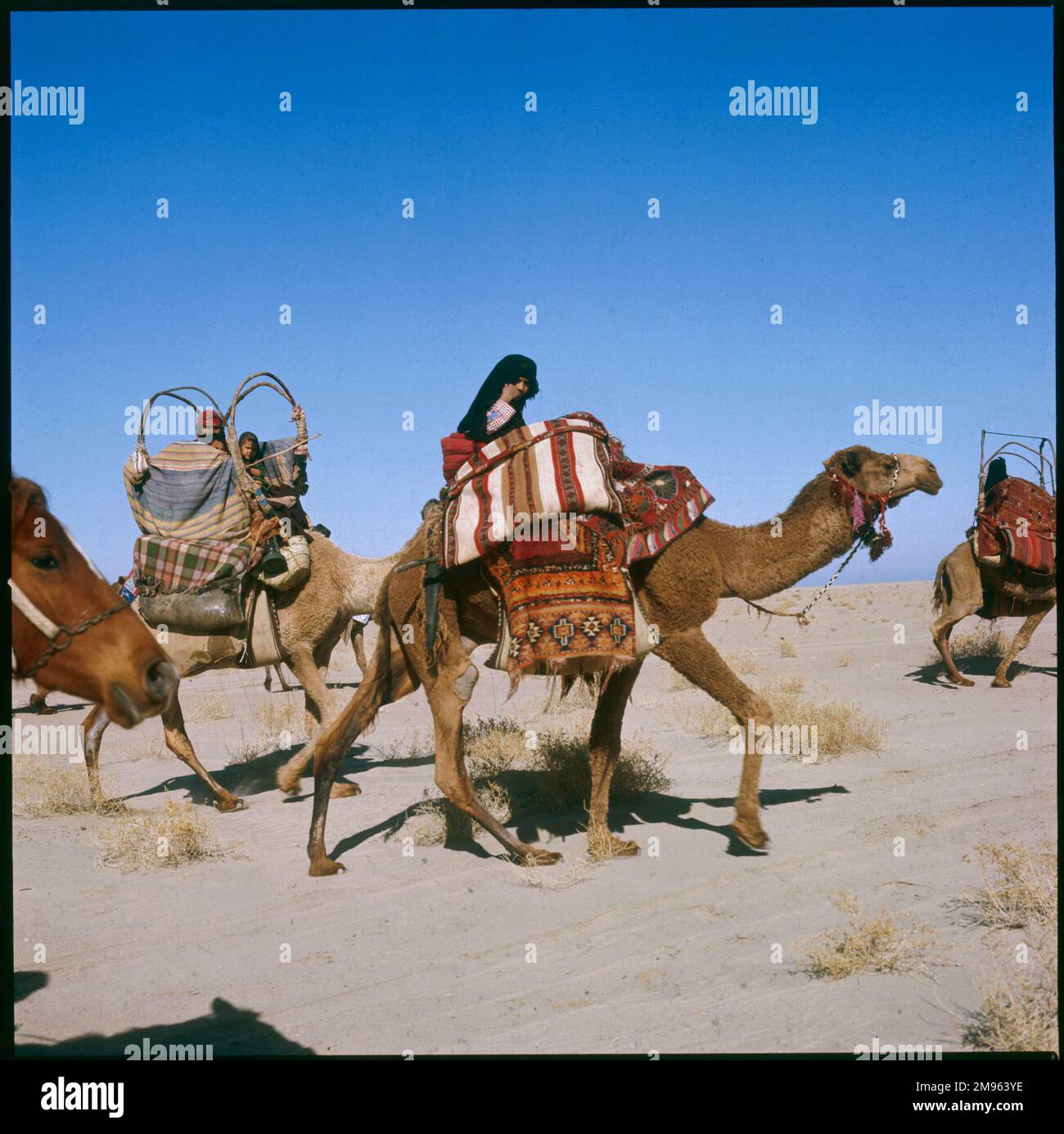 A camel caravan trekking south for the winter months, south- west of ...