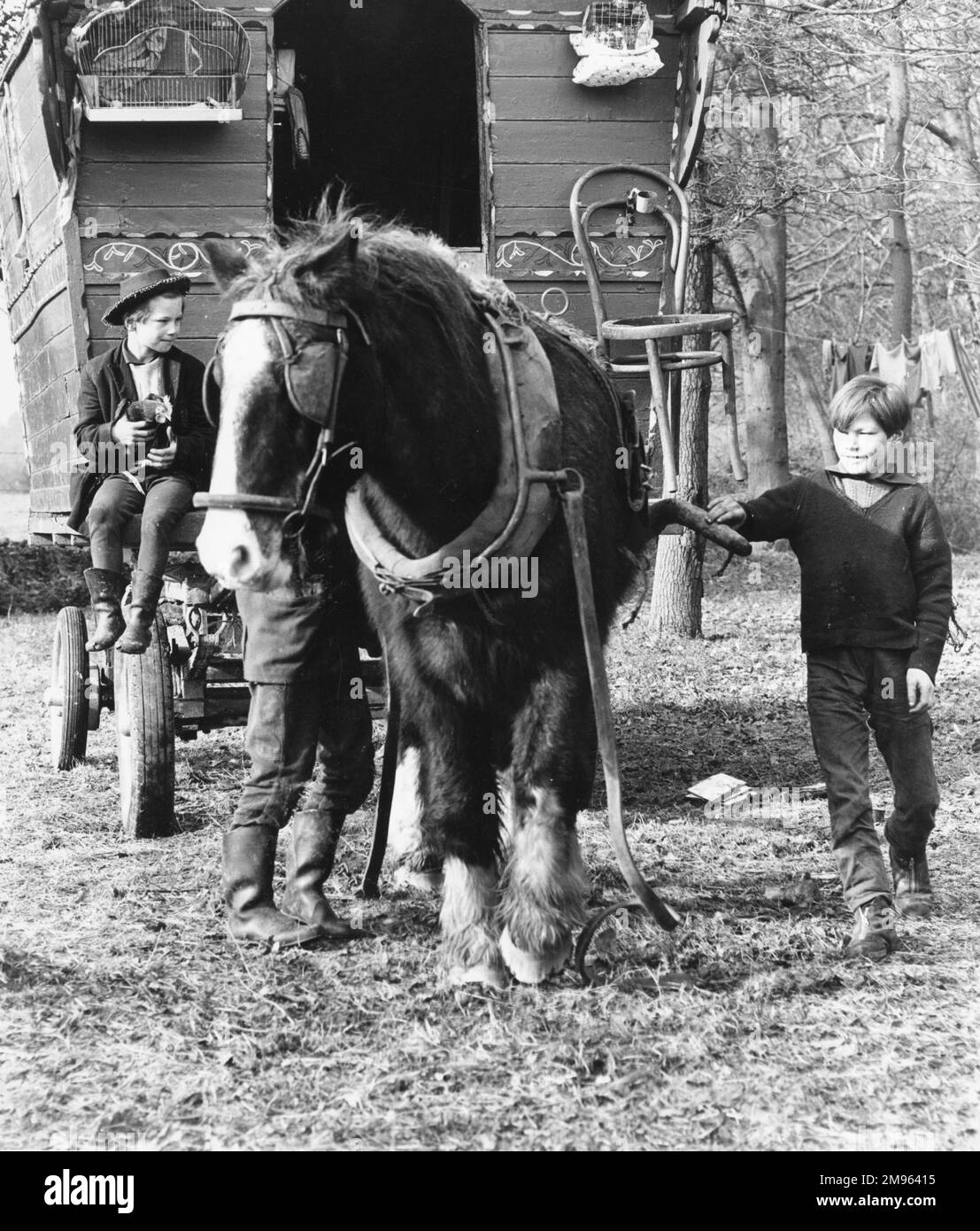Gipsy children enjoy themselves, getting a blinkered horse into its ...