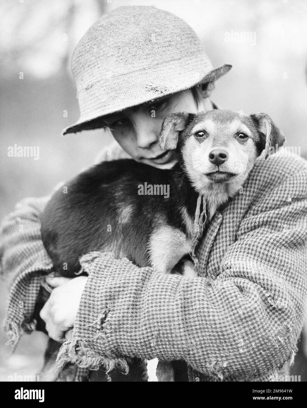 Gypsy dog hi-res stock photography and images - Alamy