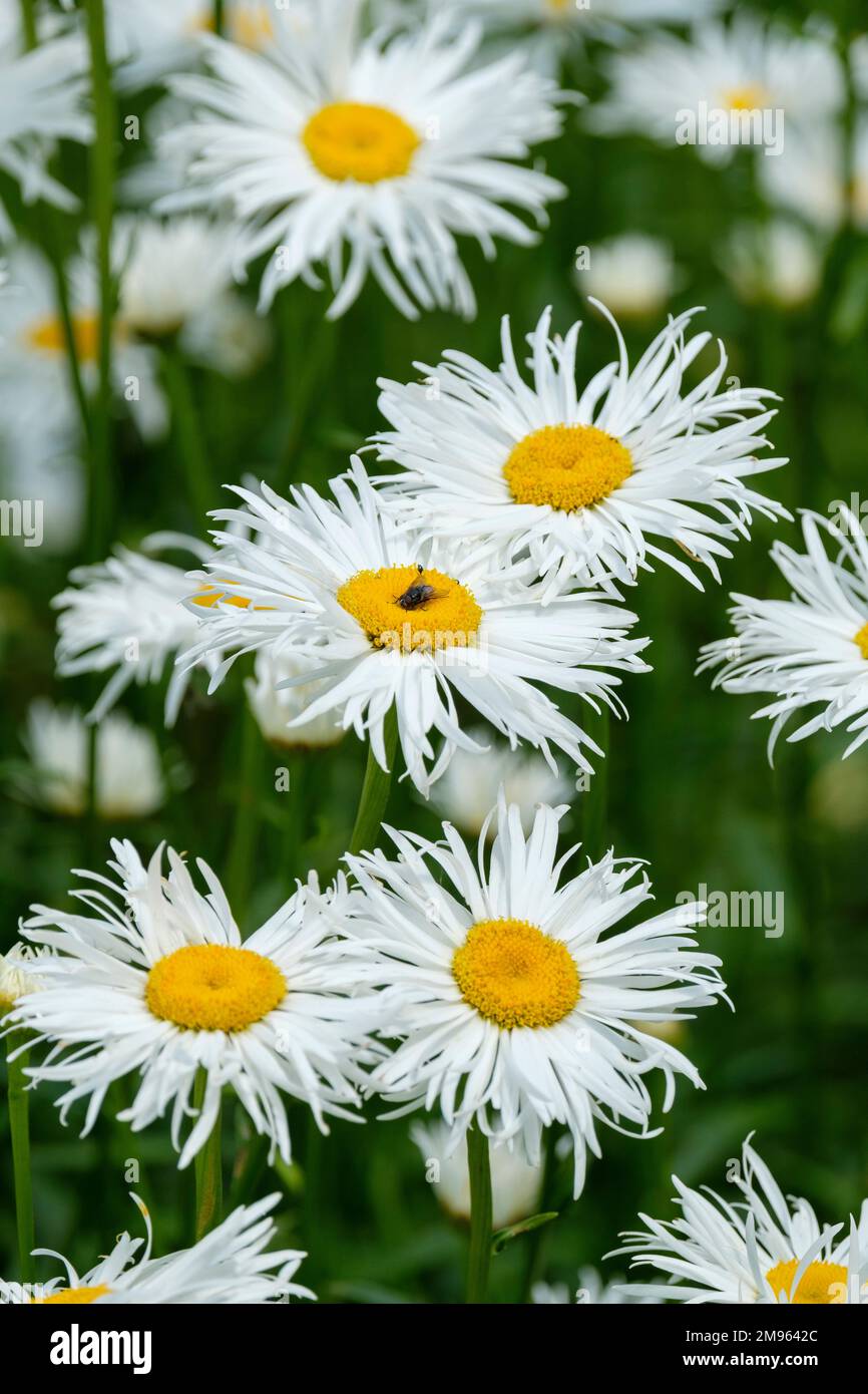 Leucanthemum × superbum 'Phyllis Smith’, Shasta daisy 'Phyllis Smith ...