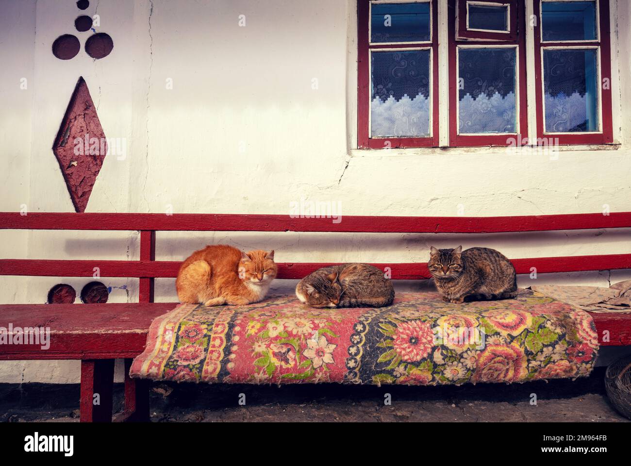 Three cats lying on a bench outdoors in a yard near the house Stock ...
