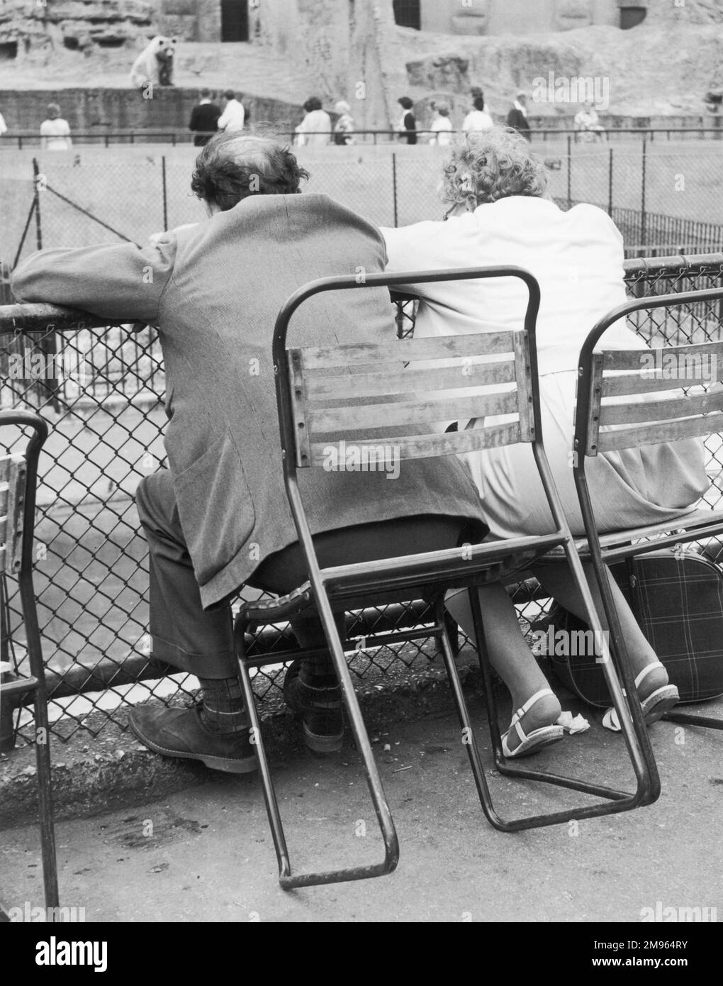 People sit leaning over a fence waiting for a penguin feeding at a zoo ...