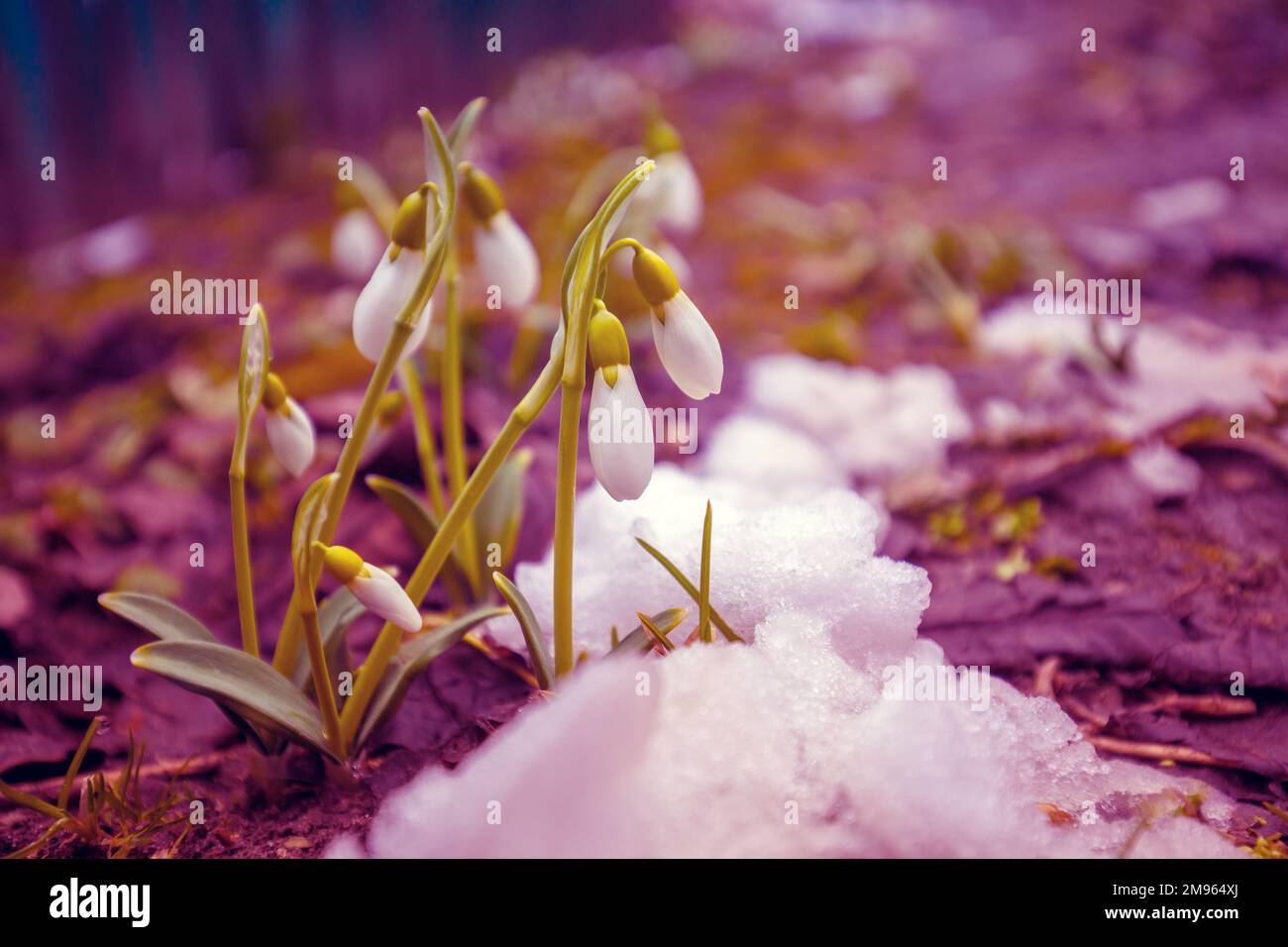Purple snowdrops growing in spring hi-res stock photography and images ...