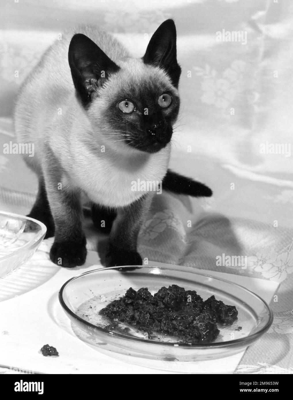 A siamese cat has its dinner Stock Photo - Alamy