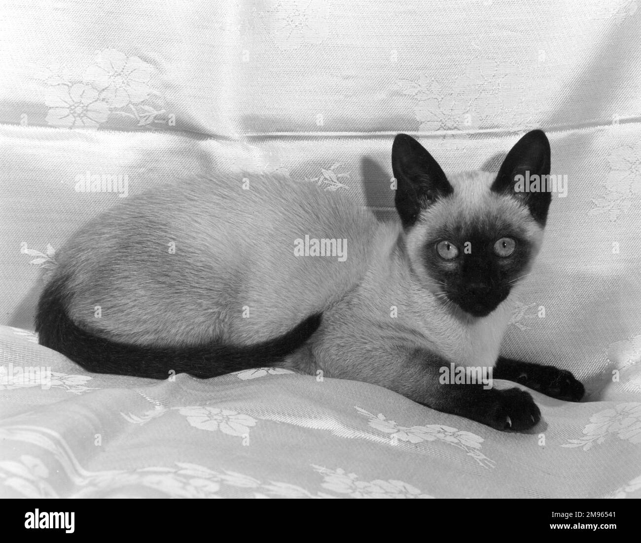 Black Half Siamese Cat