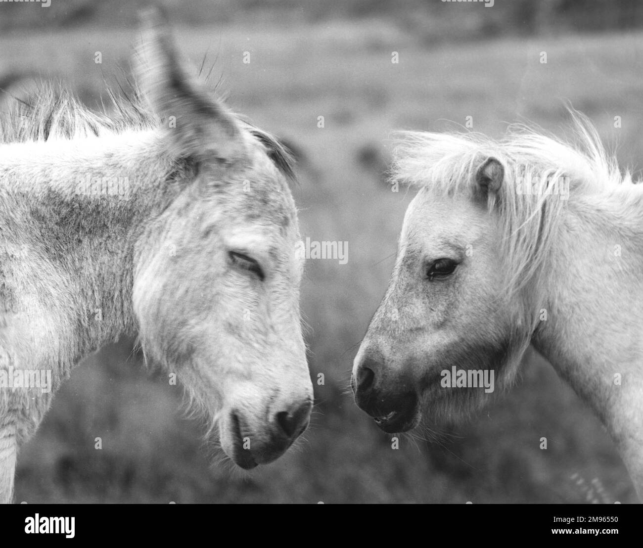 A pair of donkeys Stock Photo - Alamy