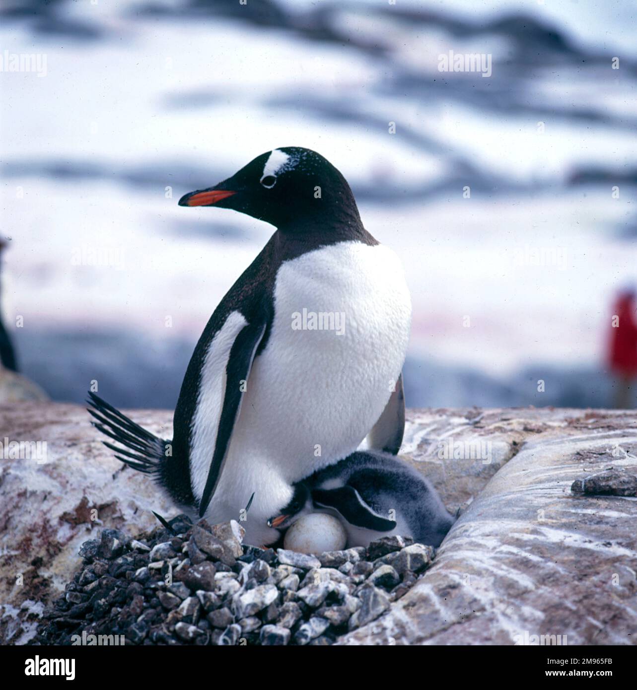 Gentoo Penguins on Peterman Island - Graham Land - Antarctica Stock ...