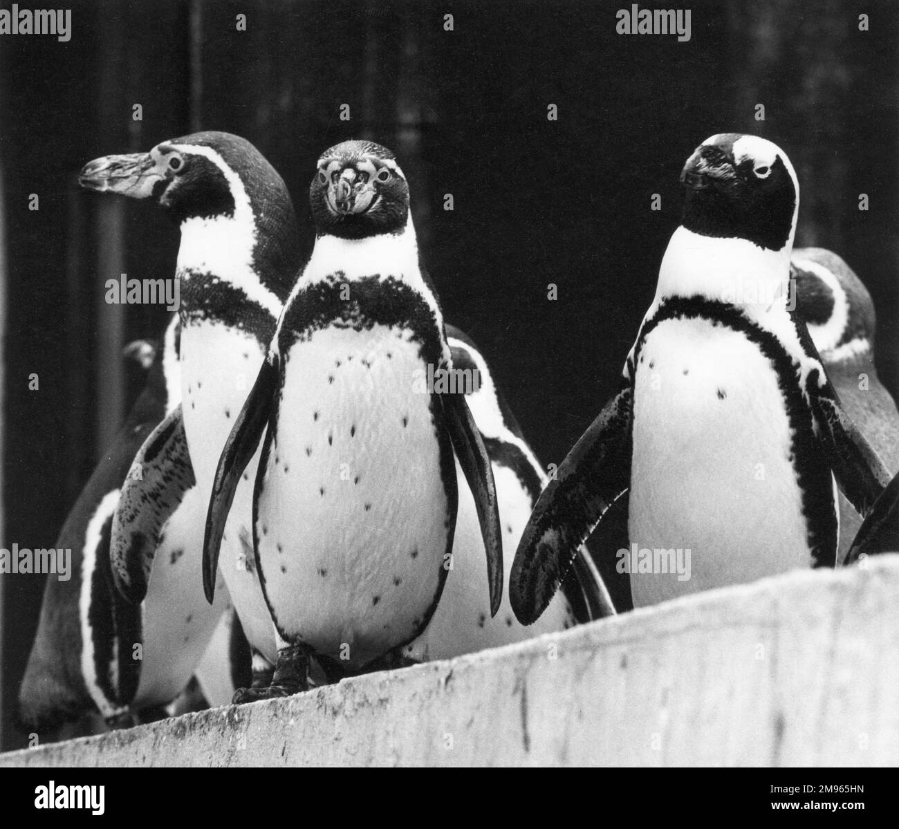 1960s penguins hi-res stock photography and images - Alamy