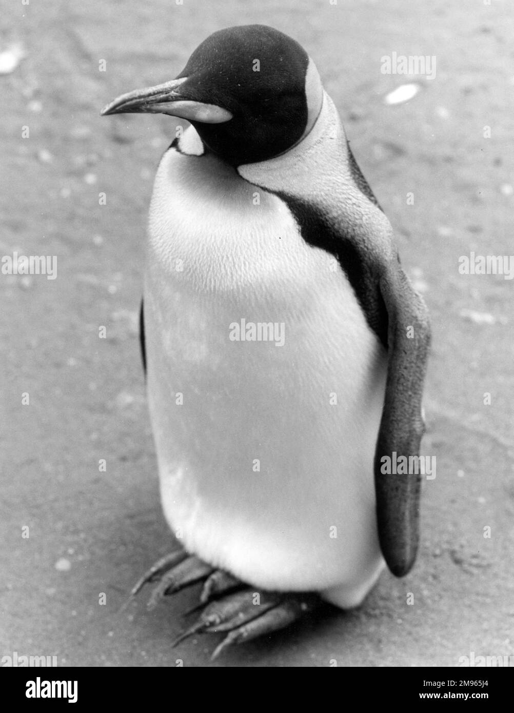 Standing on its own hi-res stock photography and images - Alamy