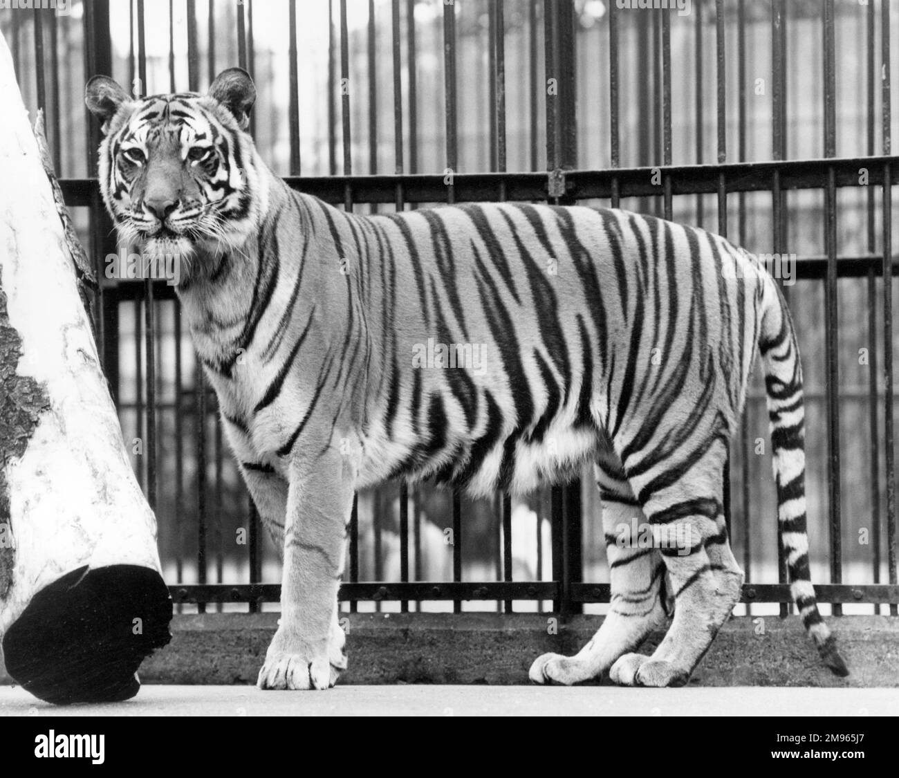 A caged tiger in a zoo Stock Photo - Alamy