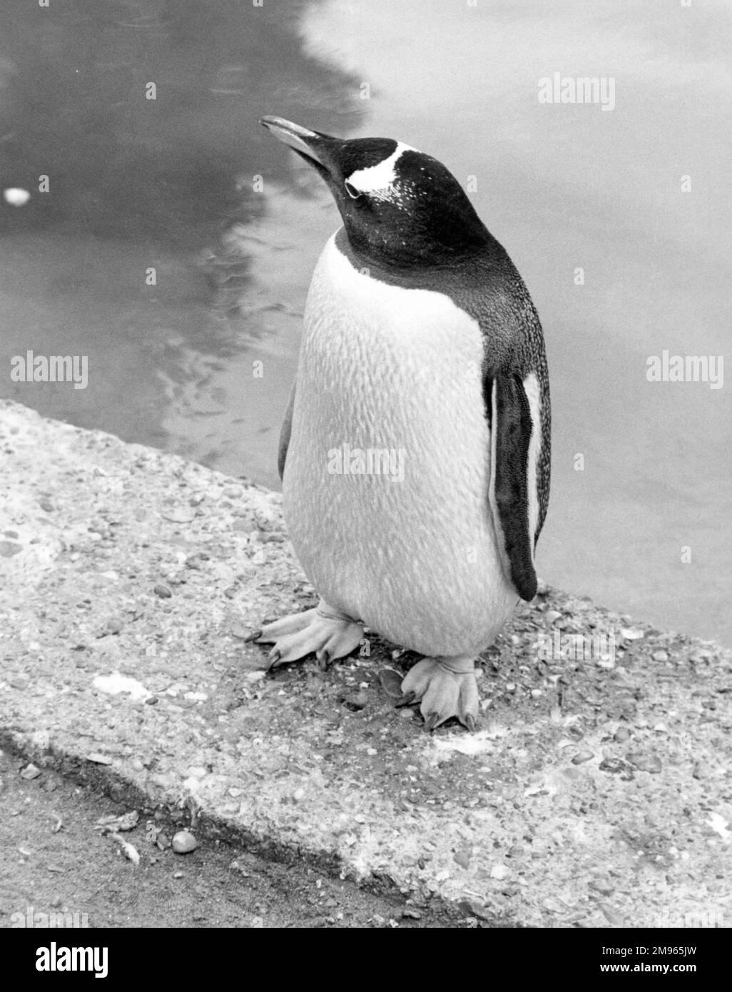 Standing edge Black and White Stock Photos & Images - Alamy