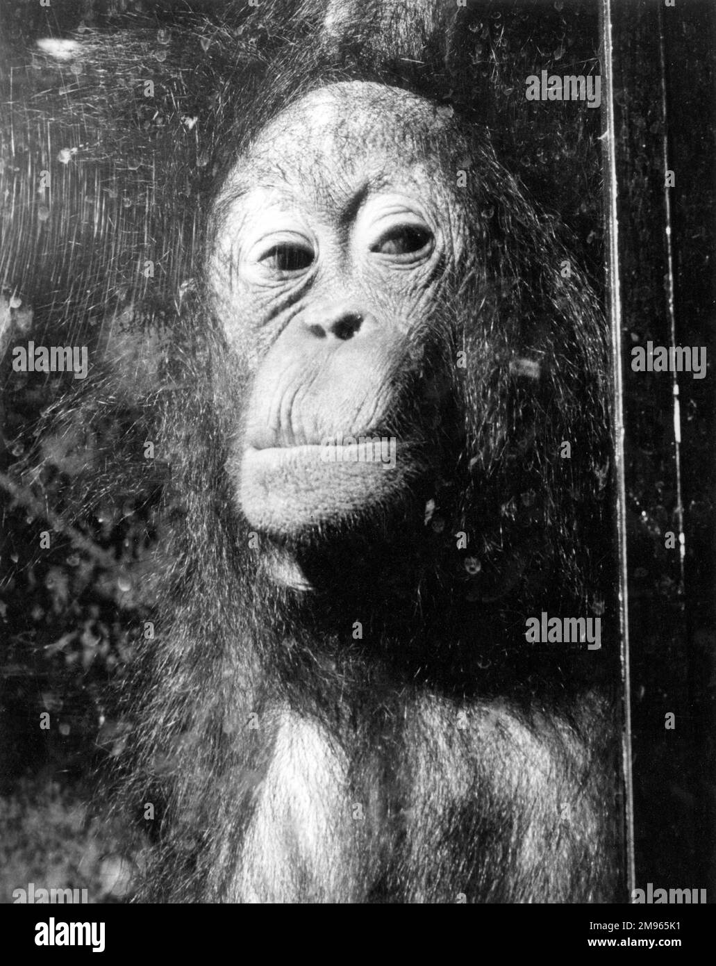Monkey by a window Black and White Stock Photos & Images - Alamy