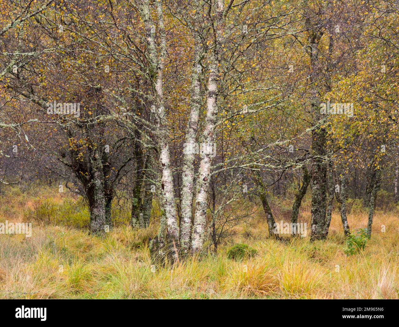 Birch trees in autumn, Loch Lomond and Trossachs National Park ...