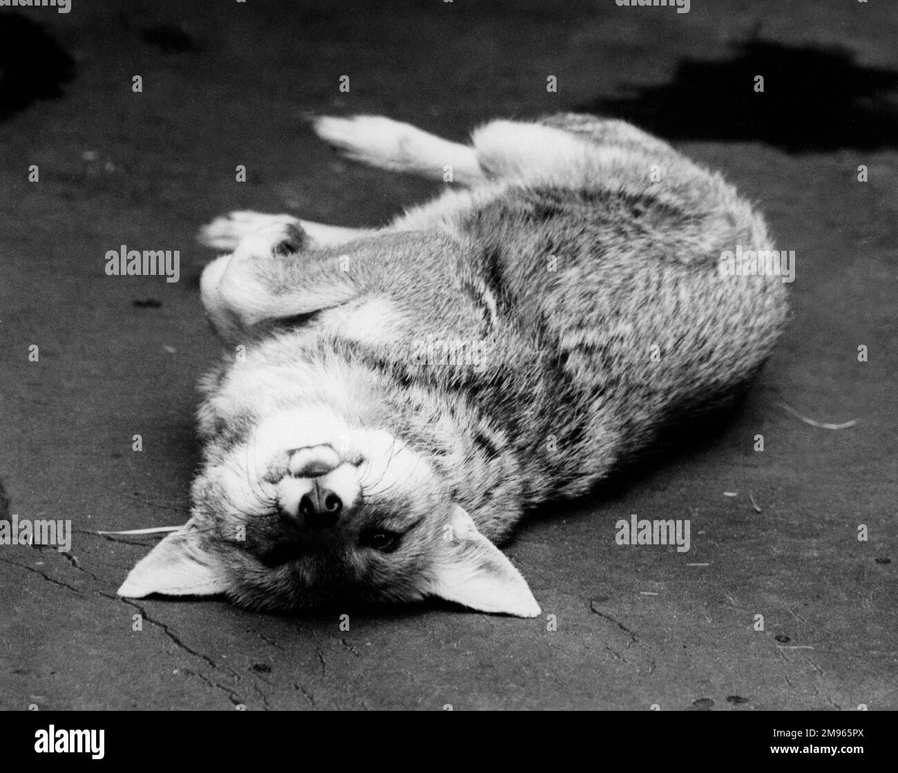 A cute fox rolling on its back like a 60s model Stock Photo - Alamy