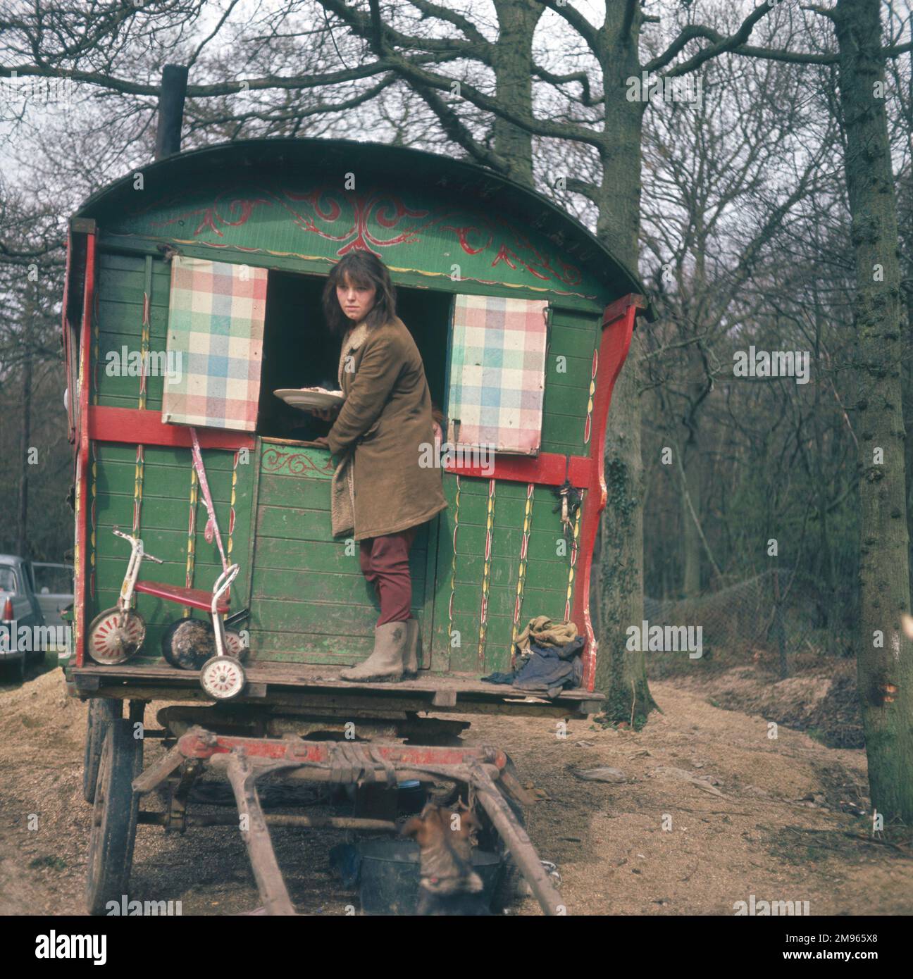 Gypsy dog hi-res stock photography and images - Alamy