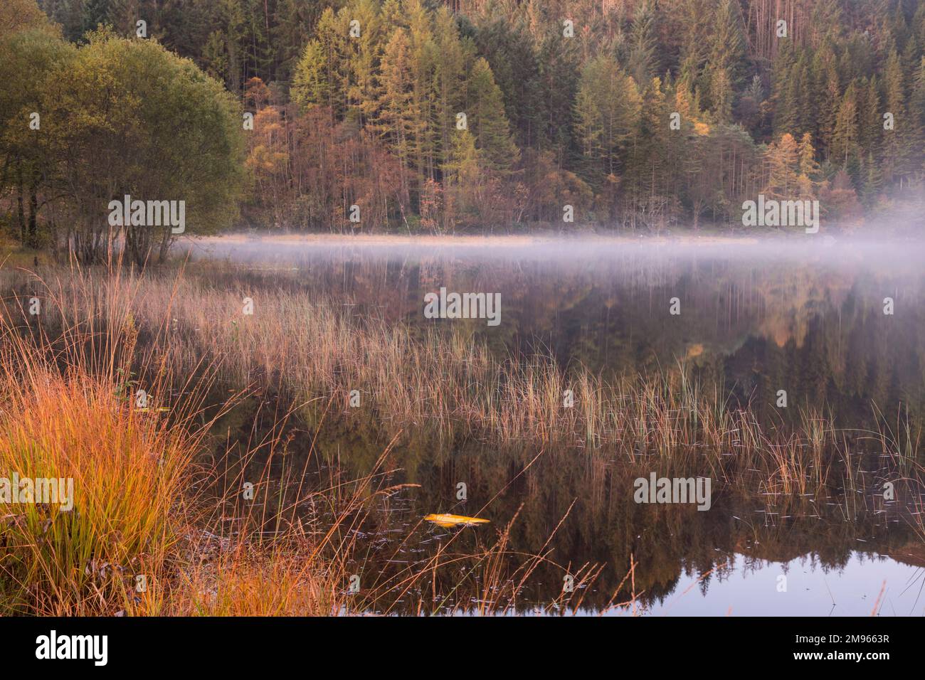 Misty dawn over Loch Chon, Loch Lomond and Trossachs National Park ...