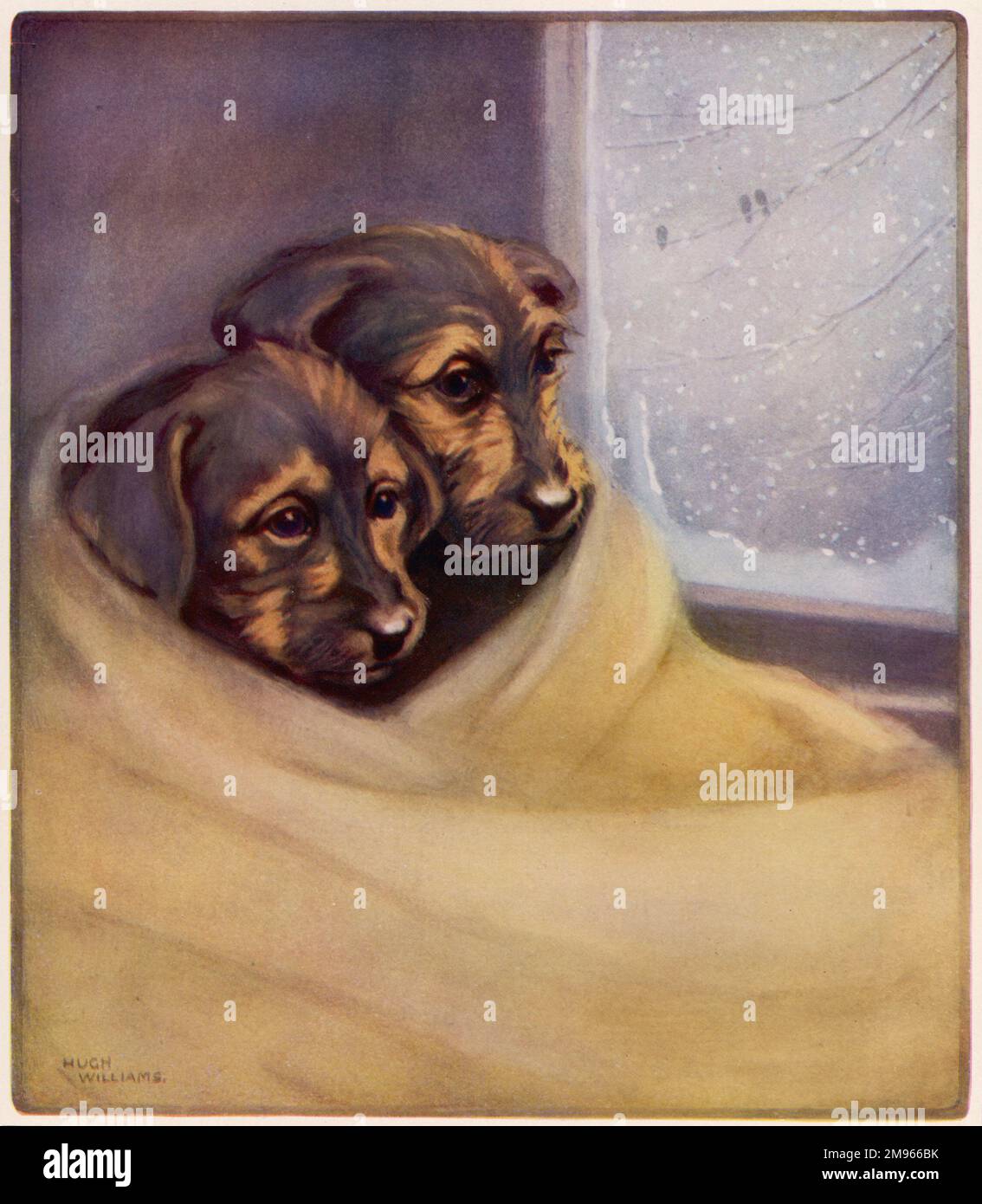 Two sad looking puppies, wrapped in a blanket gaze dolefully outside as ...