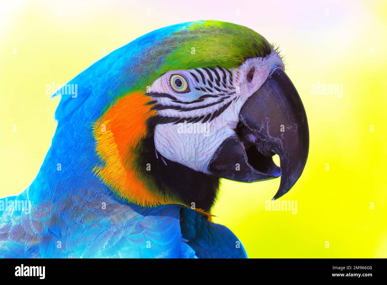 Blue and Yellow Parrot macaw tropical bird on nature, Pantanal wetlands ...