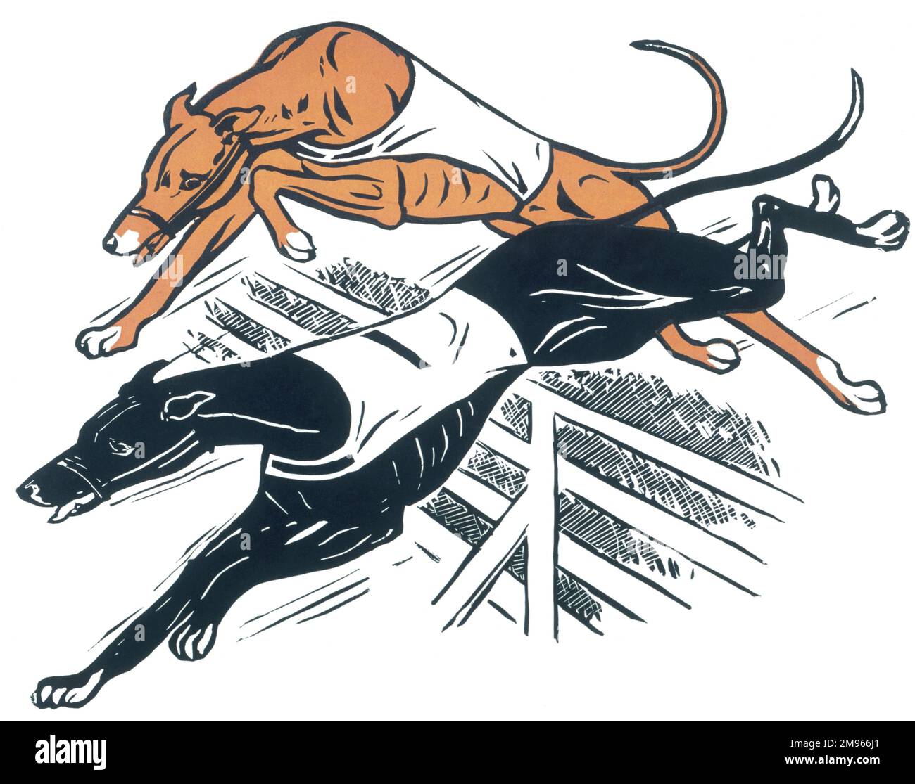 Two greyhounds leap over a hurdle during a race Stock Photo - Alamy