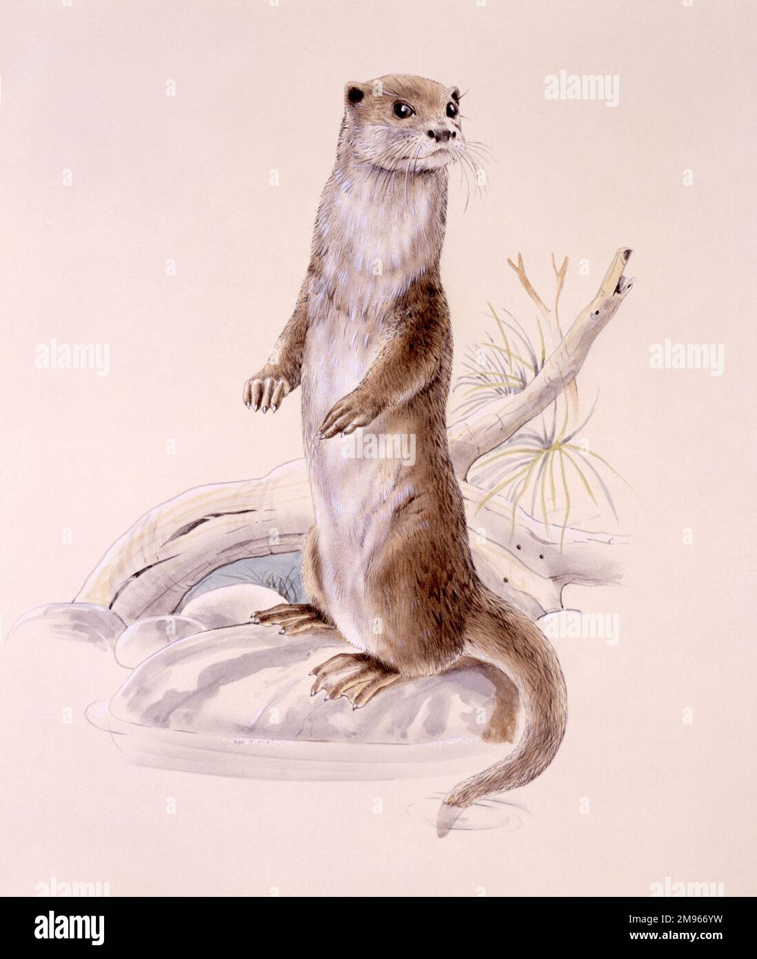 An otter (Lutra lutra) standing on hind legs on a riverbank. Painting ...
