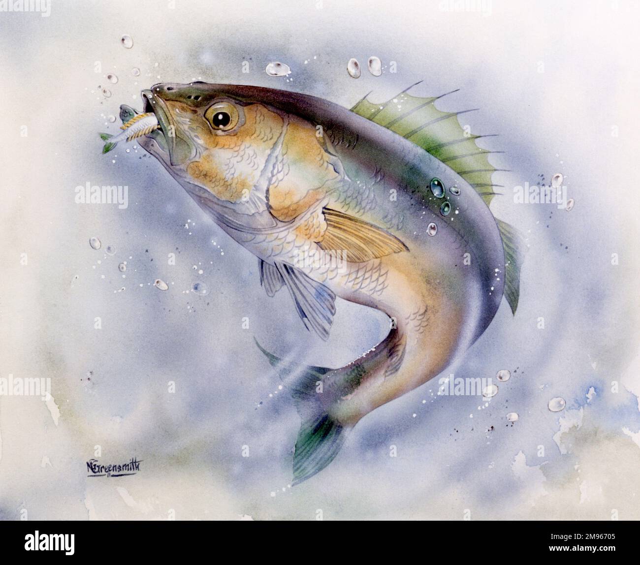 A superb painting by Malcolm Greensmith of a Sea Bass, wheeling to ...