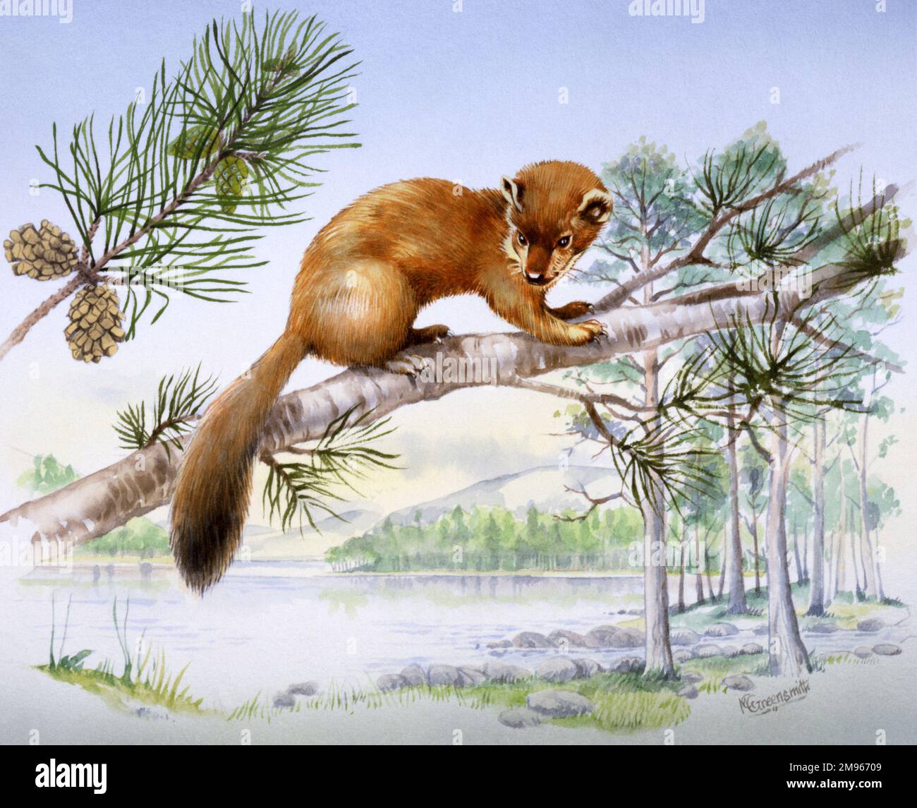 A weasel on the branch of fir tree Stock Photo - Alamy