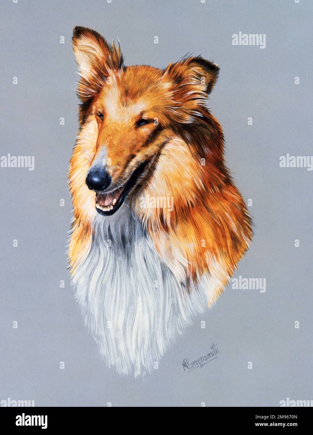 A portrait painting of a collie dog by Malcolm Greensmith Stock Photo ...