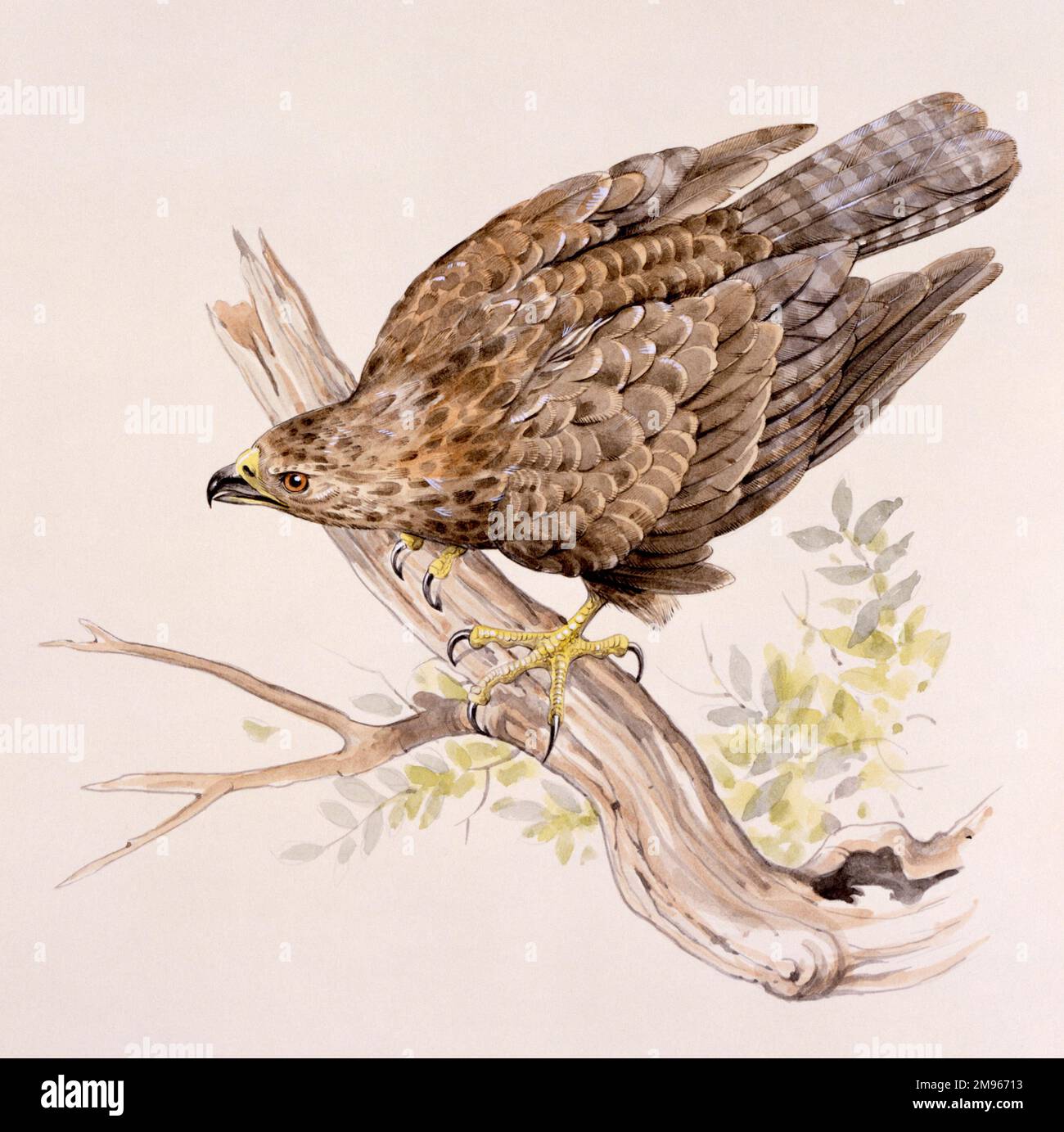 A Buzzard (Buteo buteo) on a broken branch. Painting by Malcolm ...