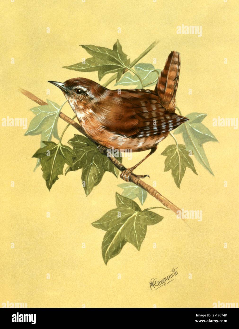 Wren on ivy hi-res stock photography and images - Alamy