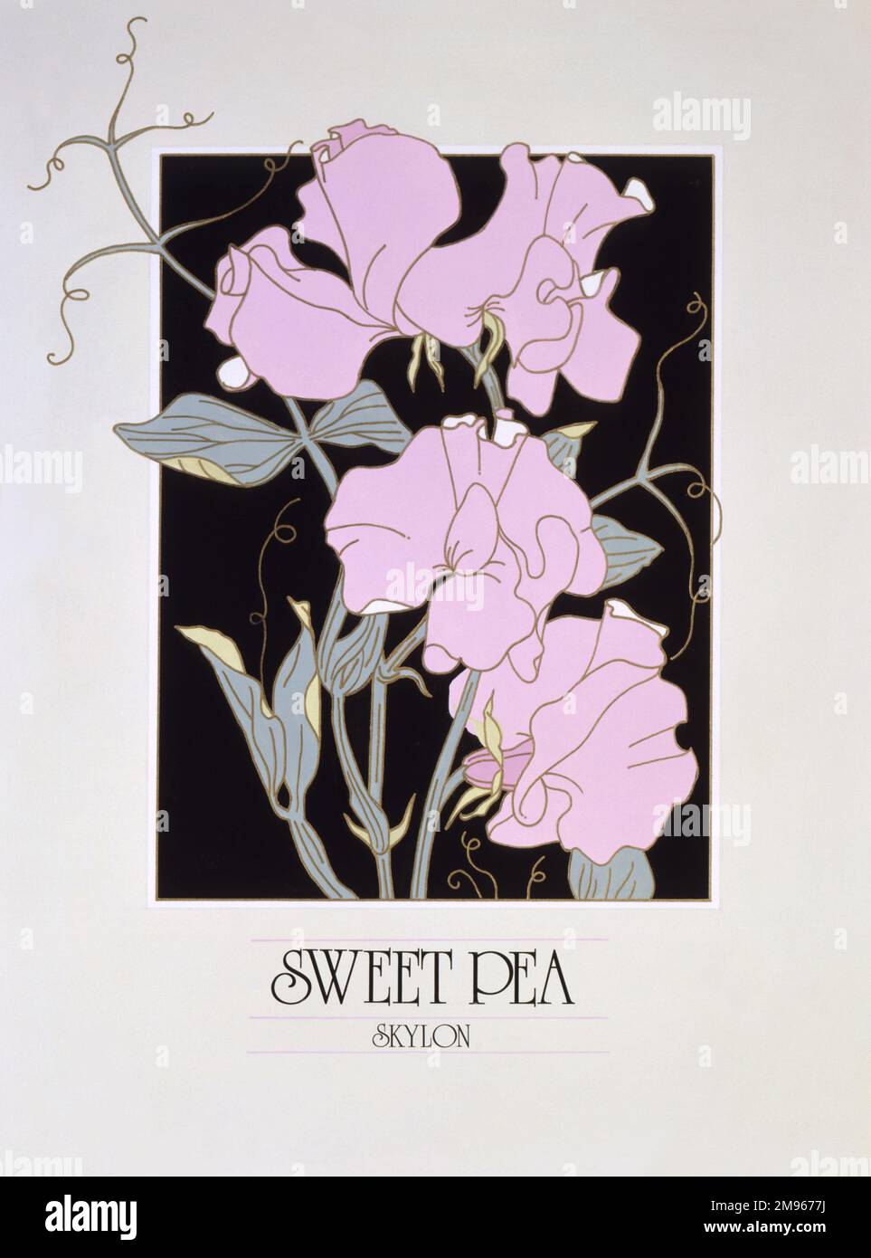Sweet Pea Flowers (Lathyrus odoratus). Poster design by Malcolm ...