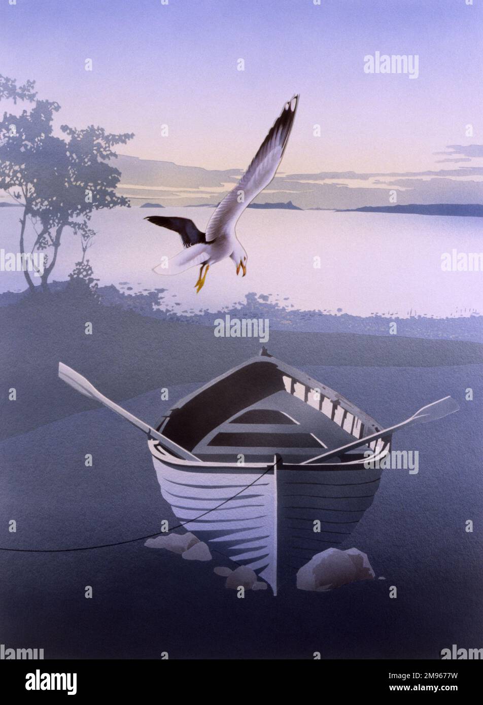 Gull swoops hi-res stock photography and images - Alamy