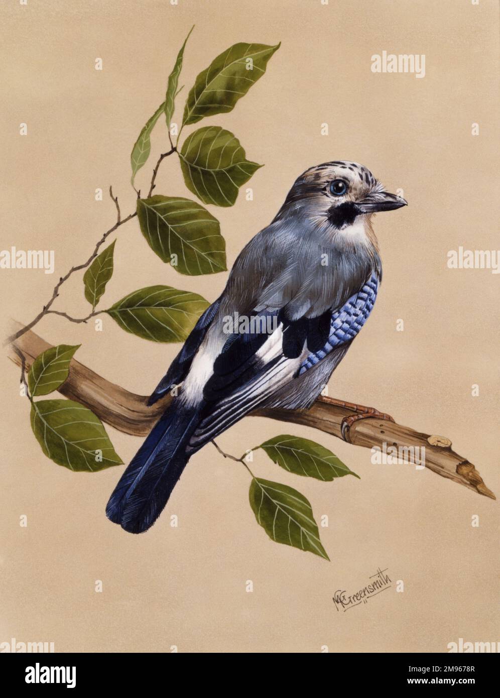 Jay perched on a branch hi-res stock photography and images - Alamy
