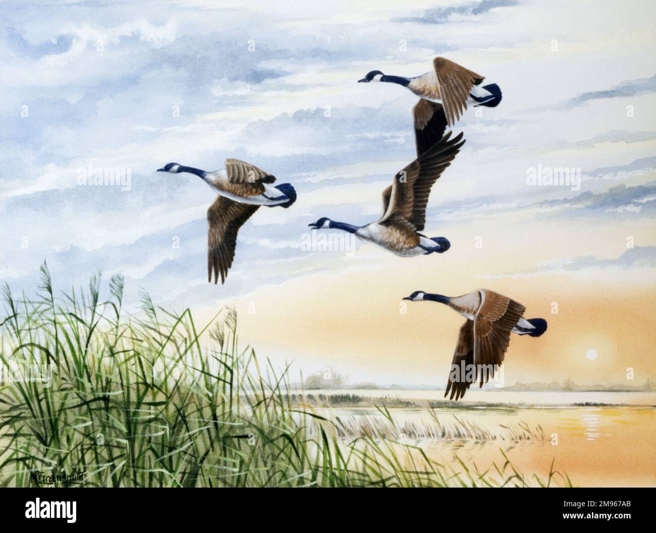 A country landscape with four flying geese and the sun low in the sky ...