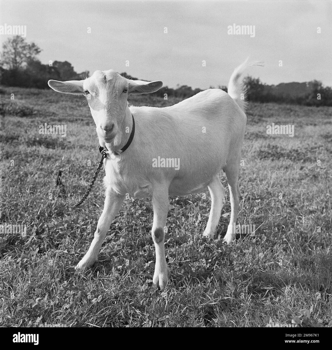 Photograph of goat hi-res stock photography and images - Alamy