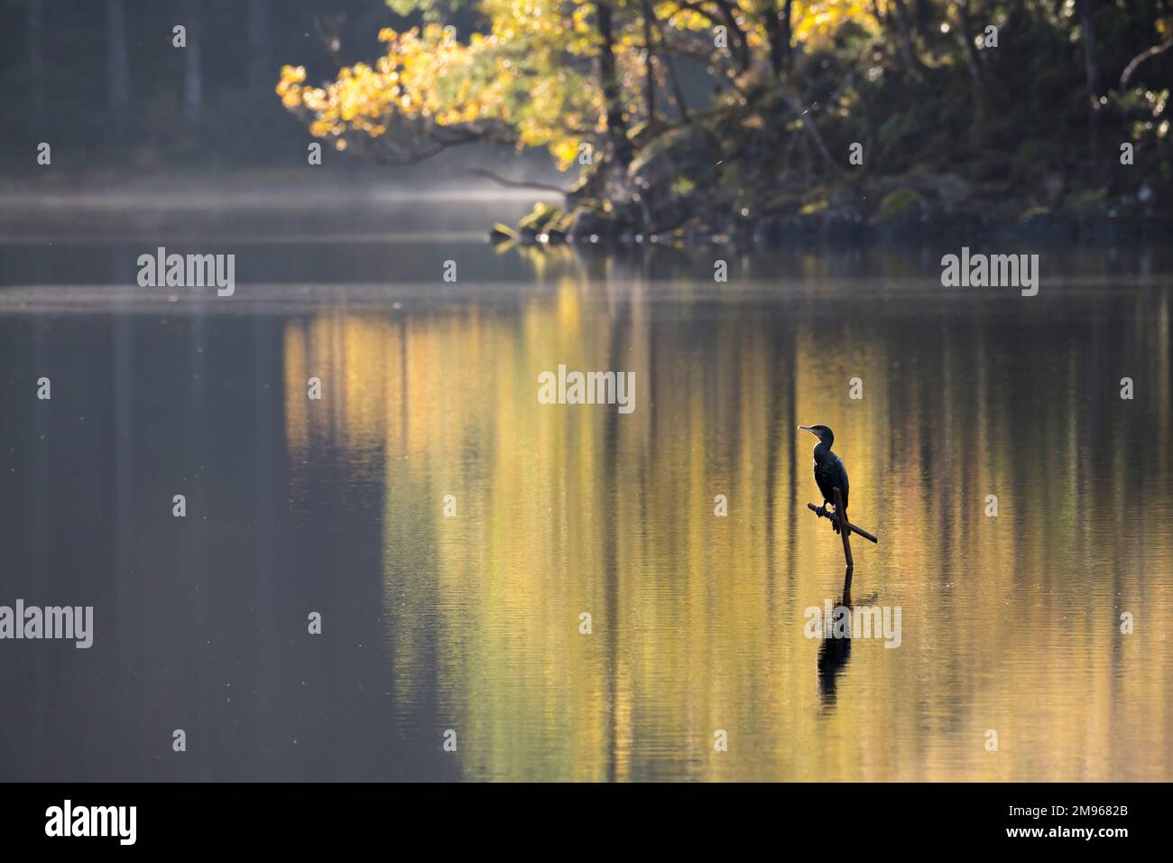 Cormorant, Loch Ard, Loch Lomand and Trossachs National Park, Scotland ...