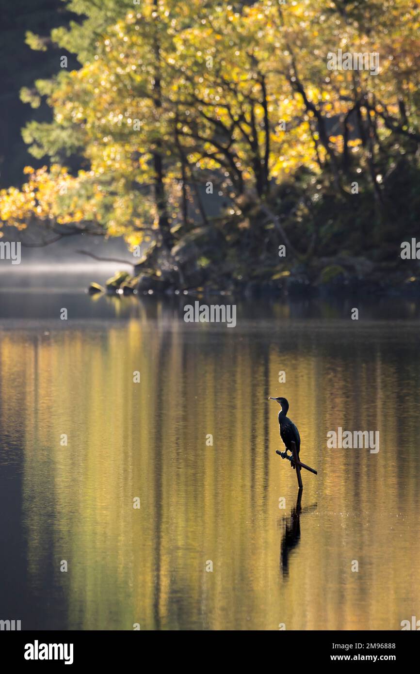 Cormorant, Loch Ard, Loch Lomand and Trossachs National Park, Scotland ...