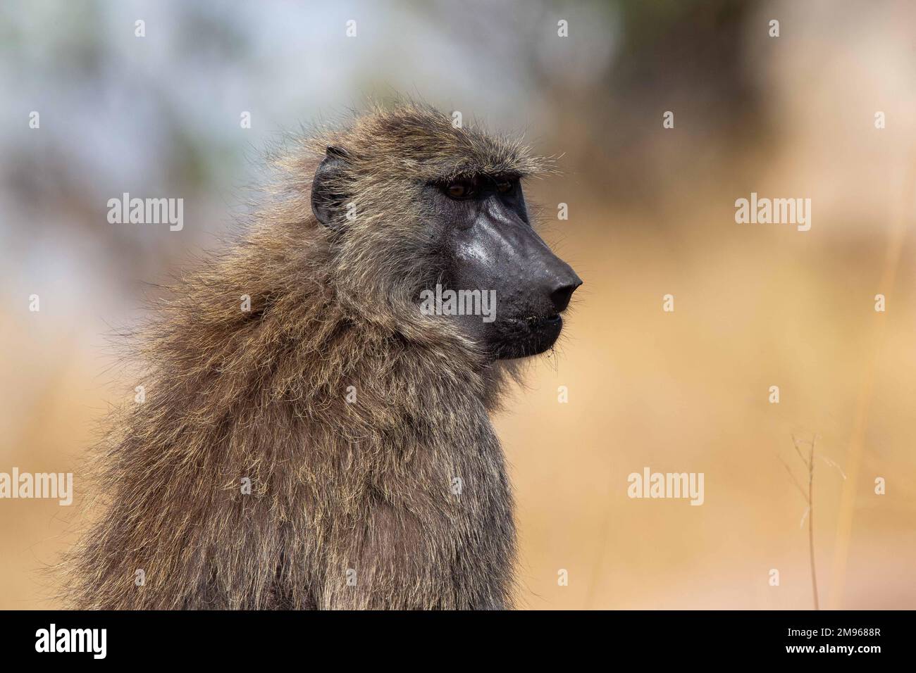 Pavian hi-res stock photography and images - Alamy